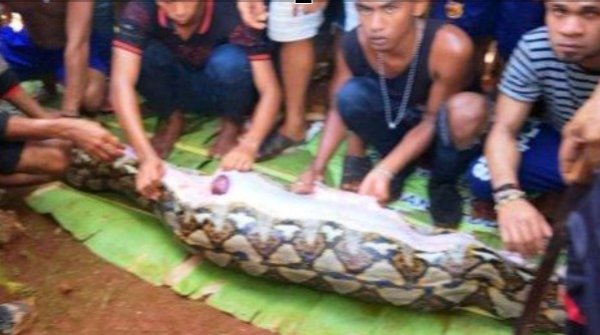 Une femme avalée par un python en Indonésie